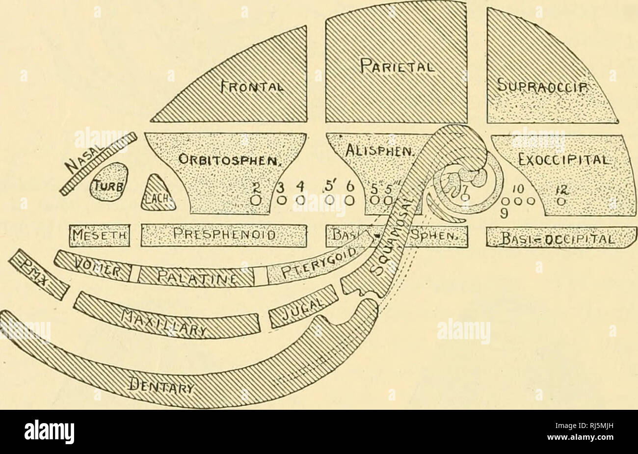 . Chordate anatomy. Chordata; Anatomy, Comparative. 164 CHORDATE ...