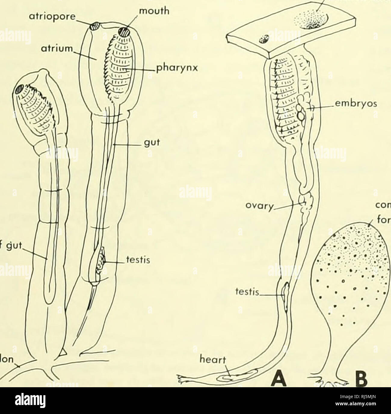 Myomeres hi-res stock photography and images - Alamy