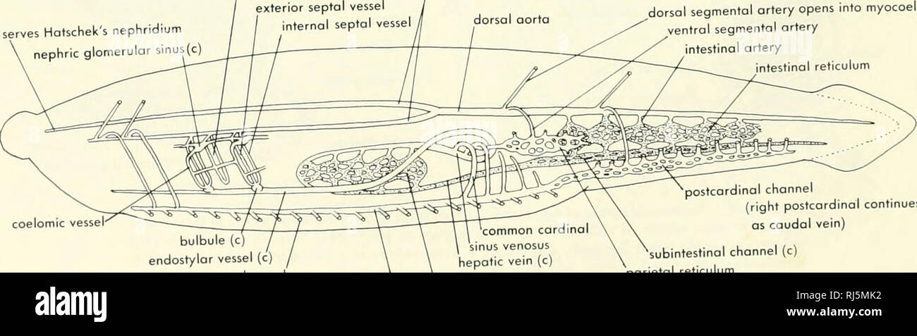 . Chordate morphology. Morphology (Animals); Chordata. anus (on left ...