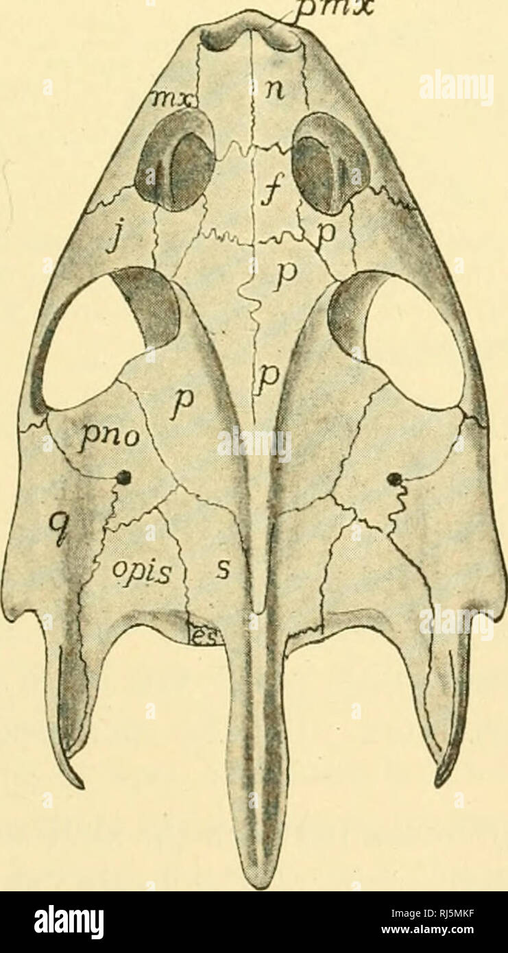 . Chordate anatomy. Chordata; Anatomy, Comparative. â OPERCULAR ...