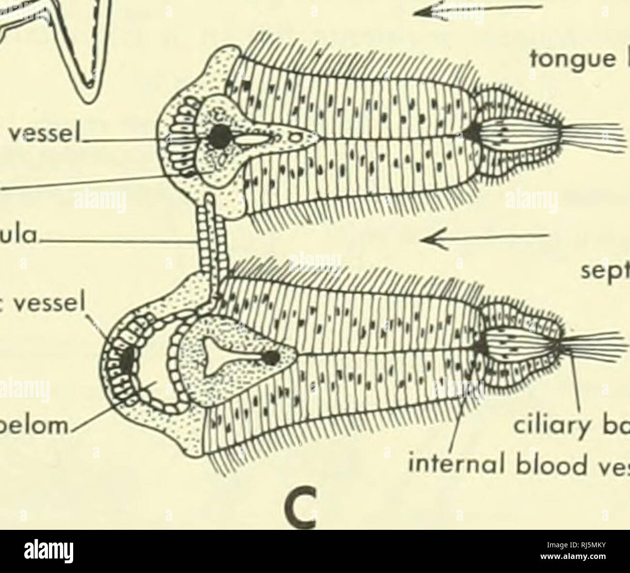 . Chordate morphology. Morphology (Animals); Chordata. anterior ...