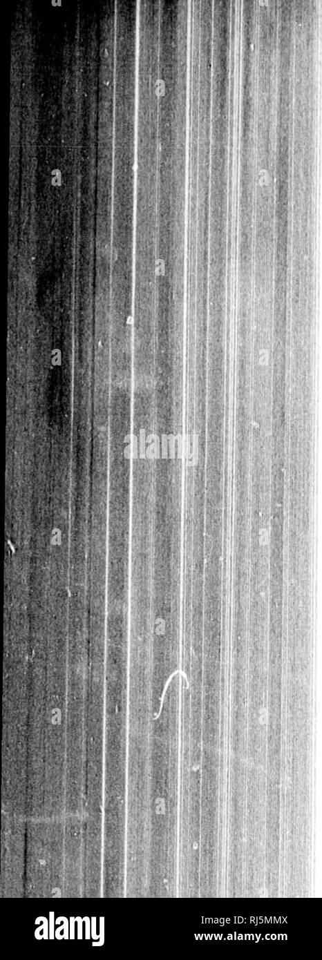 Snapping tree branch Black and White Stock Photos & Images - Alamy