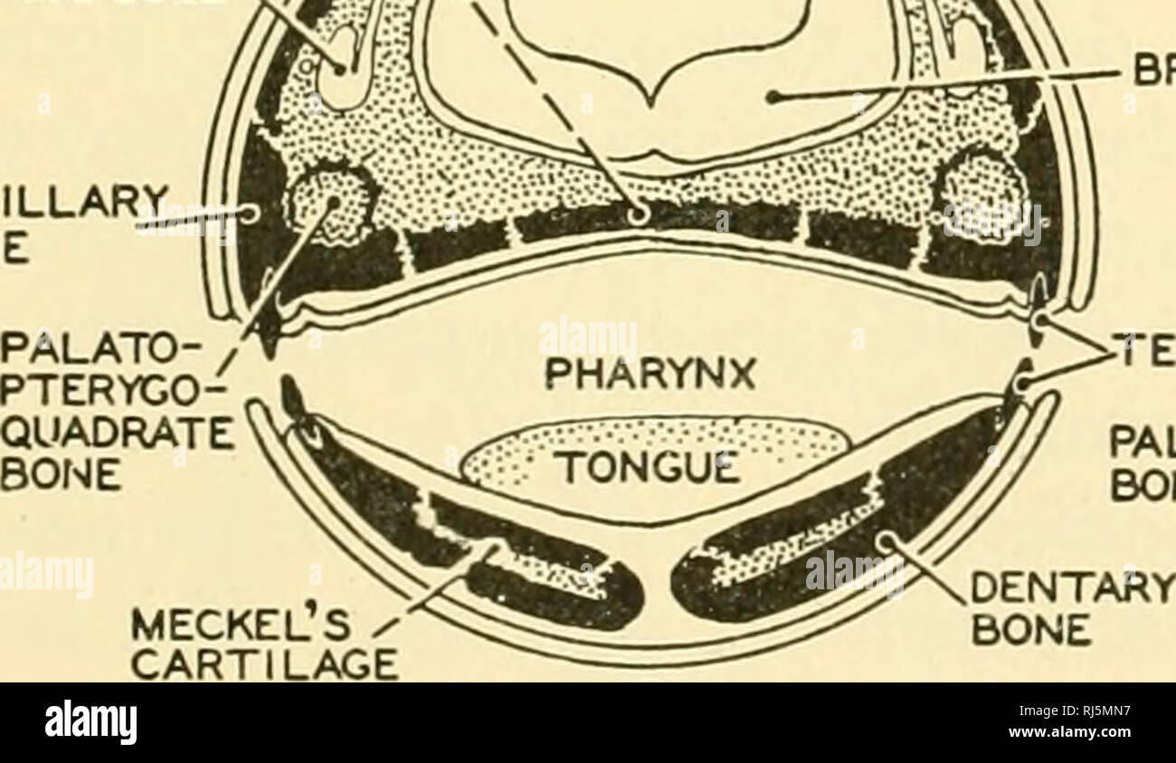 . Chordate anatomy. Chordata; Anatomy, Comparative. /CHONDRCXRANIUM v ...