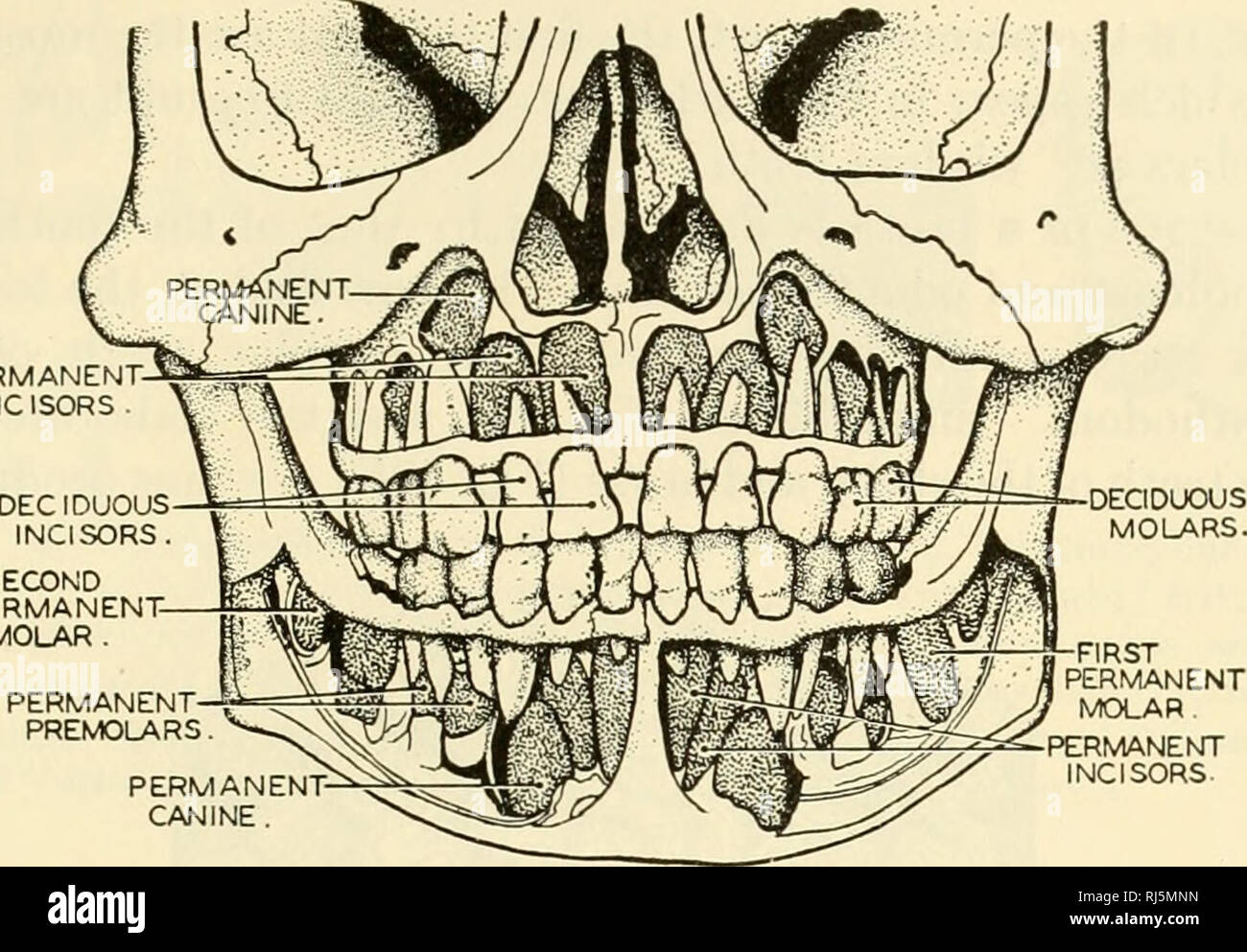 Respiratory roots hi-res stock photography and images - Alamy