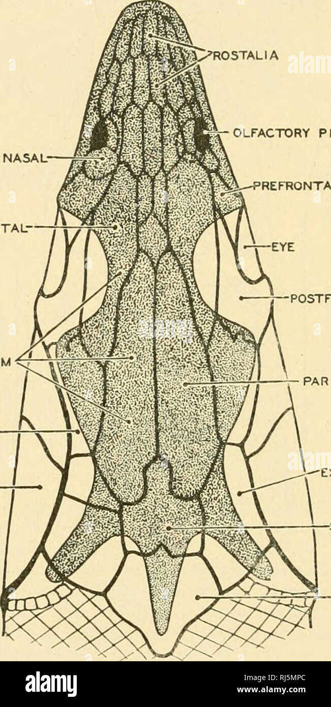 . Chordate anatomy. Chordata; Anatomy, Comparative. i6o CHORDATE ...