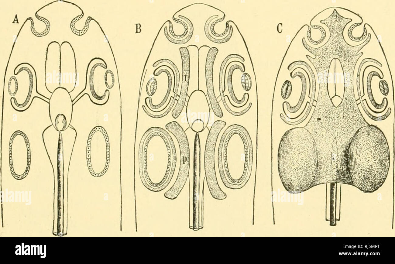 Anatomy comparative the skeletal system hi-res stock photography and ...