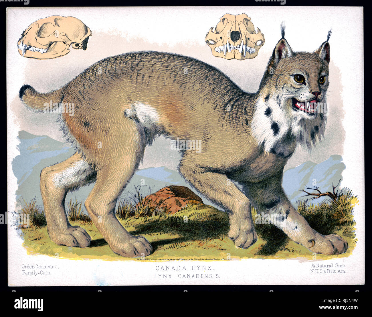 Print shows a right side view of a Canadian lynx, Order - Carnivora ...