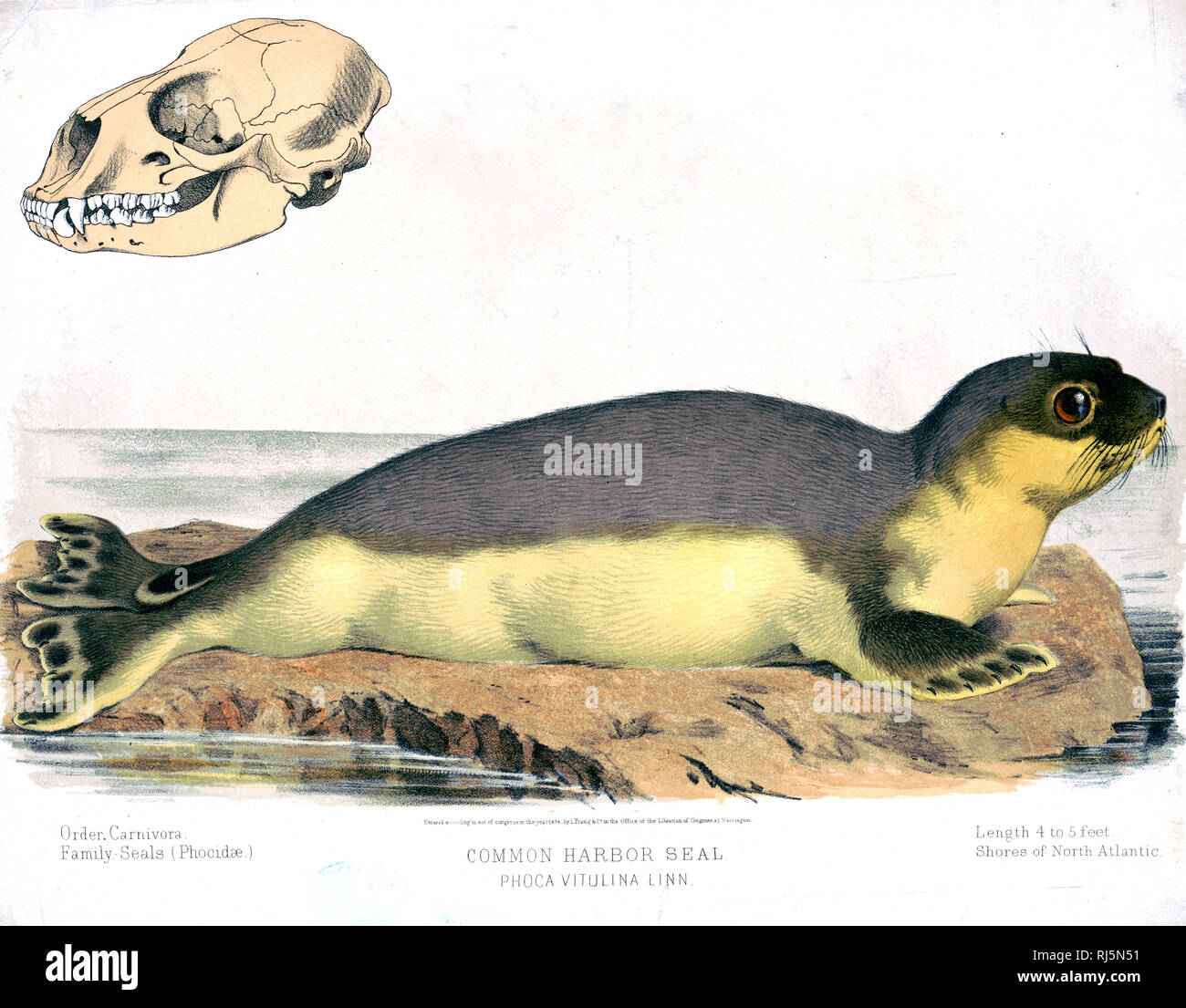 Common seal illustration hi-res stock photography and images - Alamy