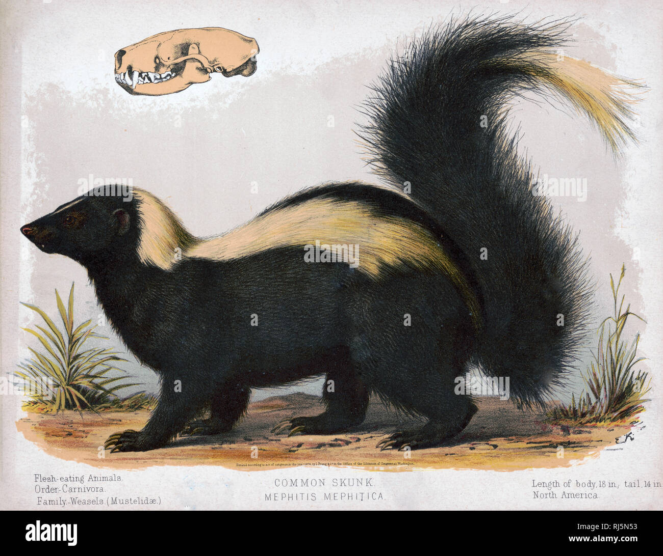 Print shows a left profile view of a common skunk, full-length ...