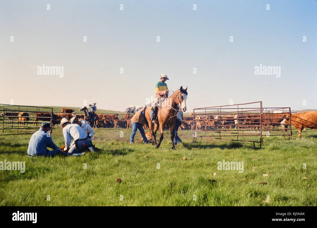 Cowboy dragging a calf to the fire on a Nebraska ranch during spring ...