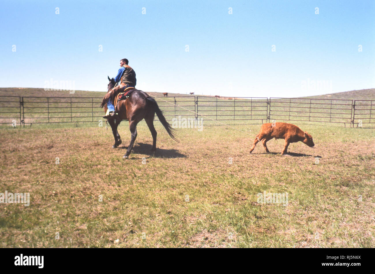 Cowboy dragging a calf to the fire on a Texas ranch during spring ...