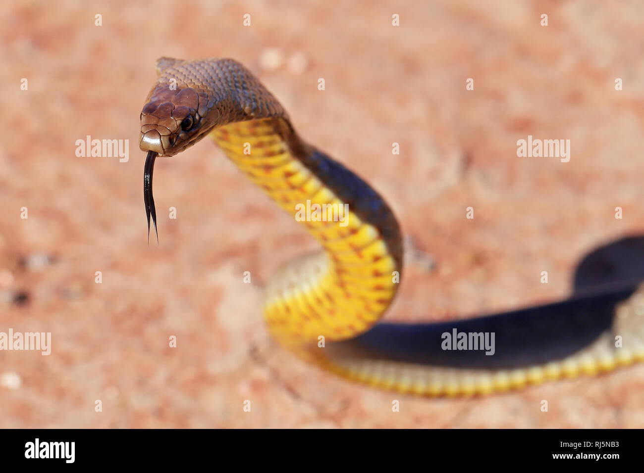 Strap snouted brown snake hi-res stock photography and images - Alamy