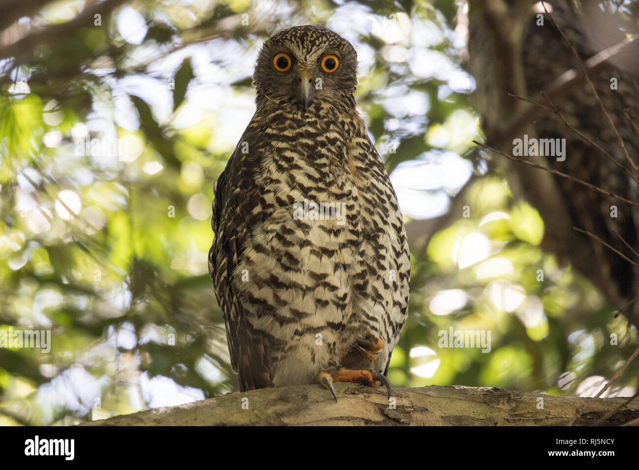 Powerful owl hi-res stock photography and images - Alamy