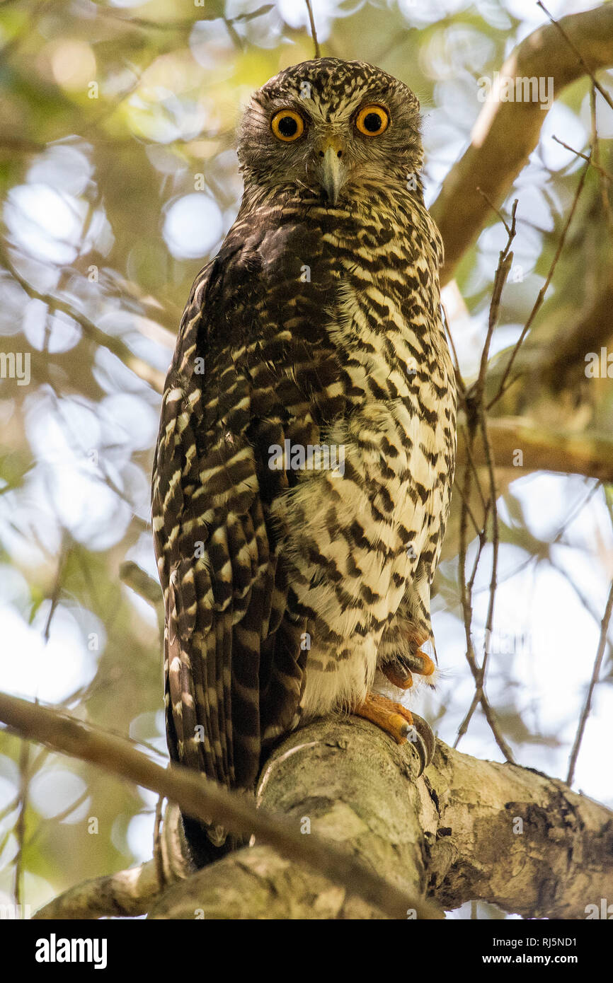 Powerful owl hi-res stock photography and images - Alamy