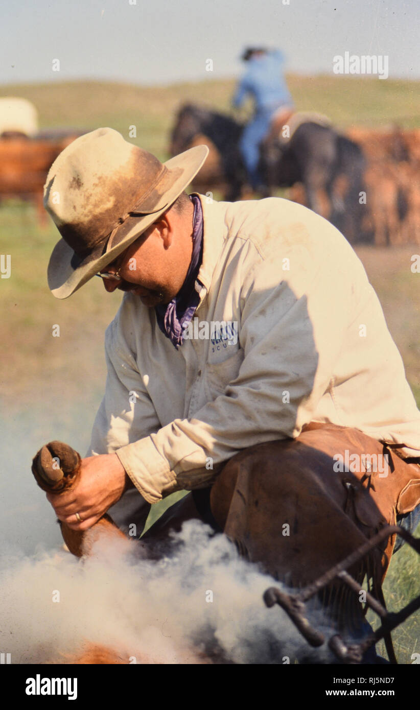 Cowboy using a branding iron to brand a calf on a Nebraska ranch Stock ...