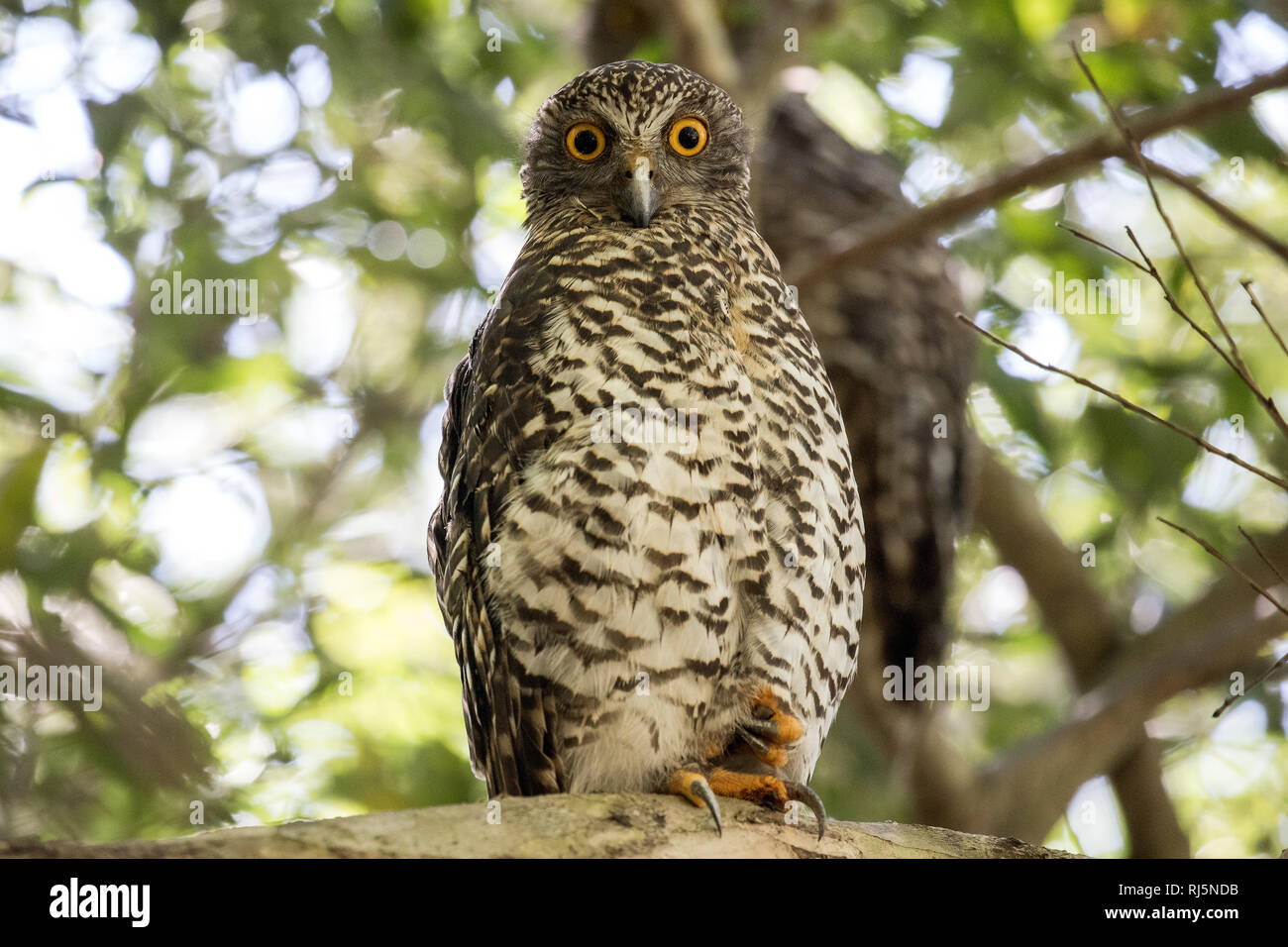Powerful owl hi-res stock photography and images - Alamy