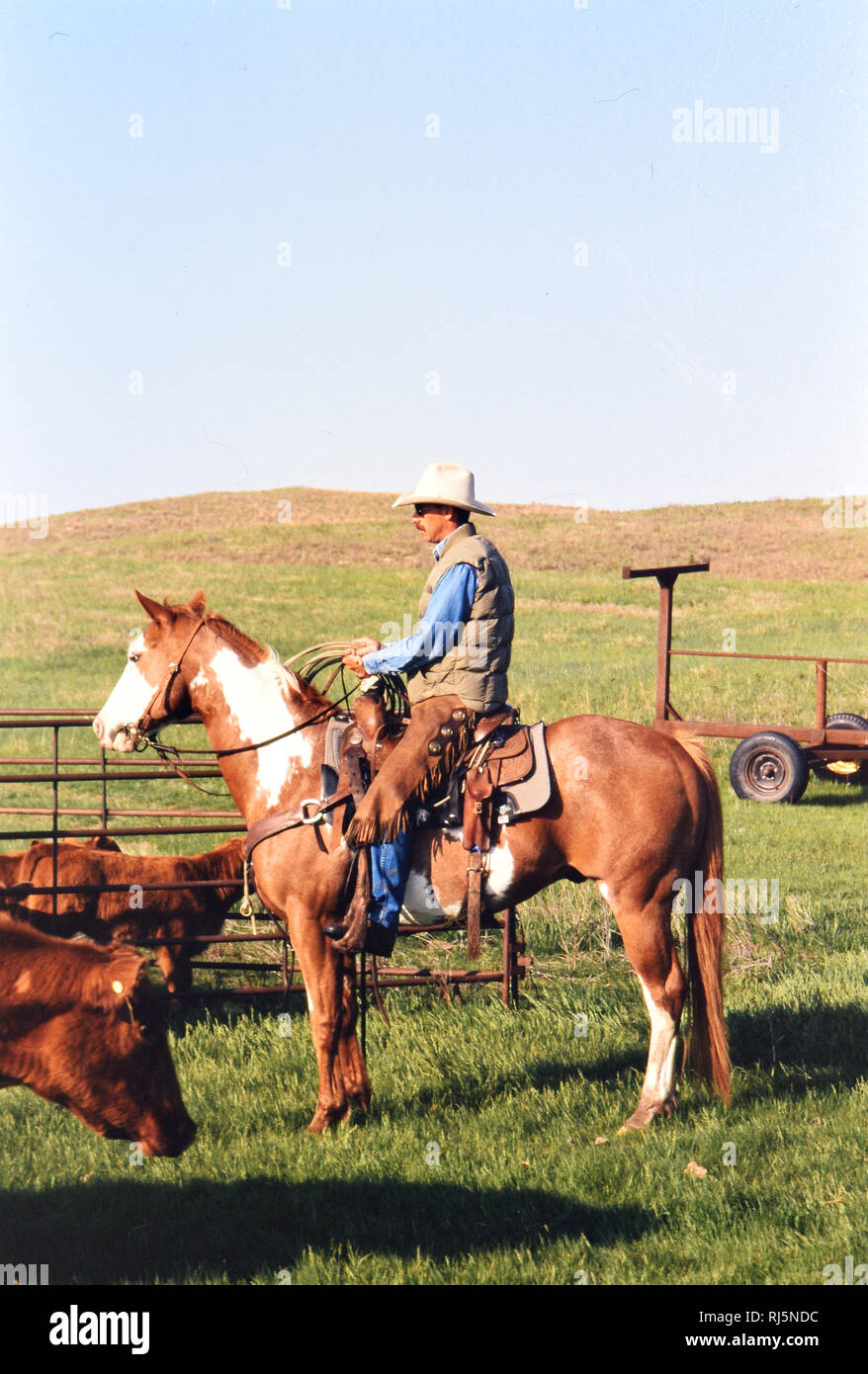 Cowboy on horse during spring branding time in Nebraska Stock Photo - Alamy