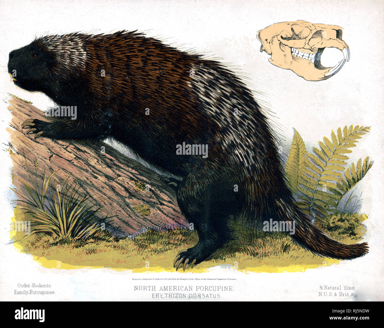 Print shows a left profile view of a "North American porcupine", full ...