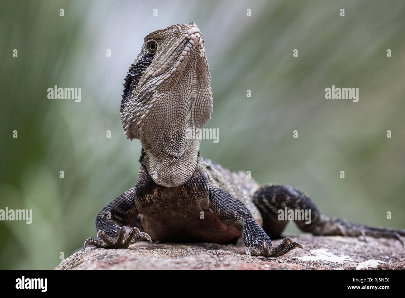 Eastern Water Dragon Stock Photo - Alamy