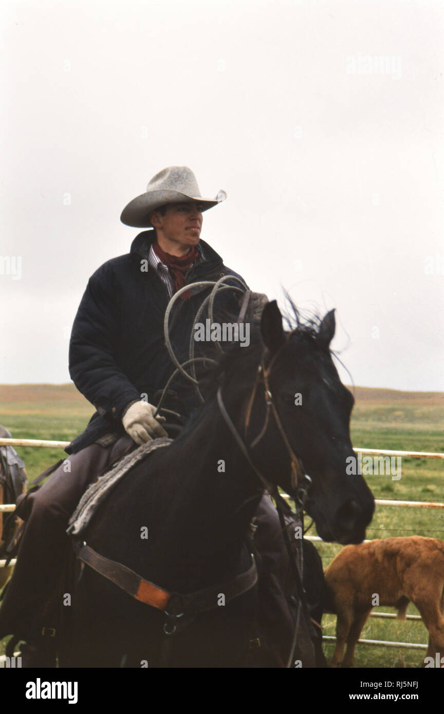Cowboy on horseback holding a lariat (holding a rope) during a spring ...