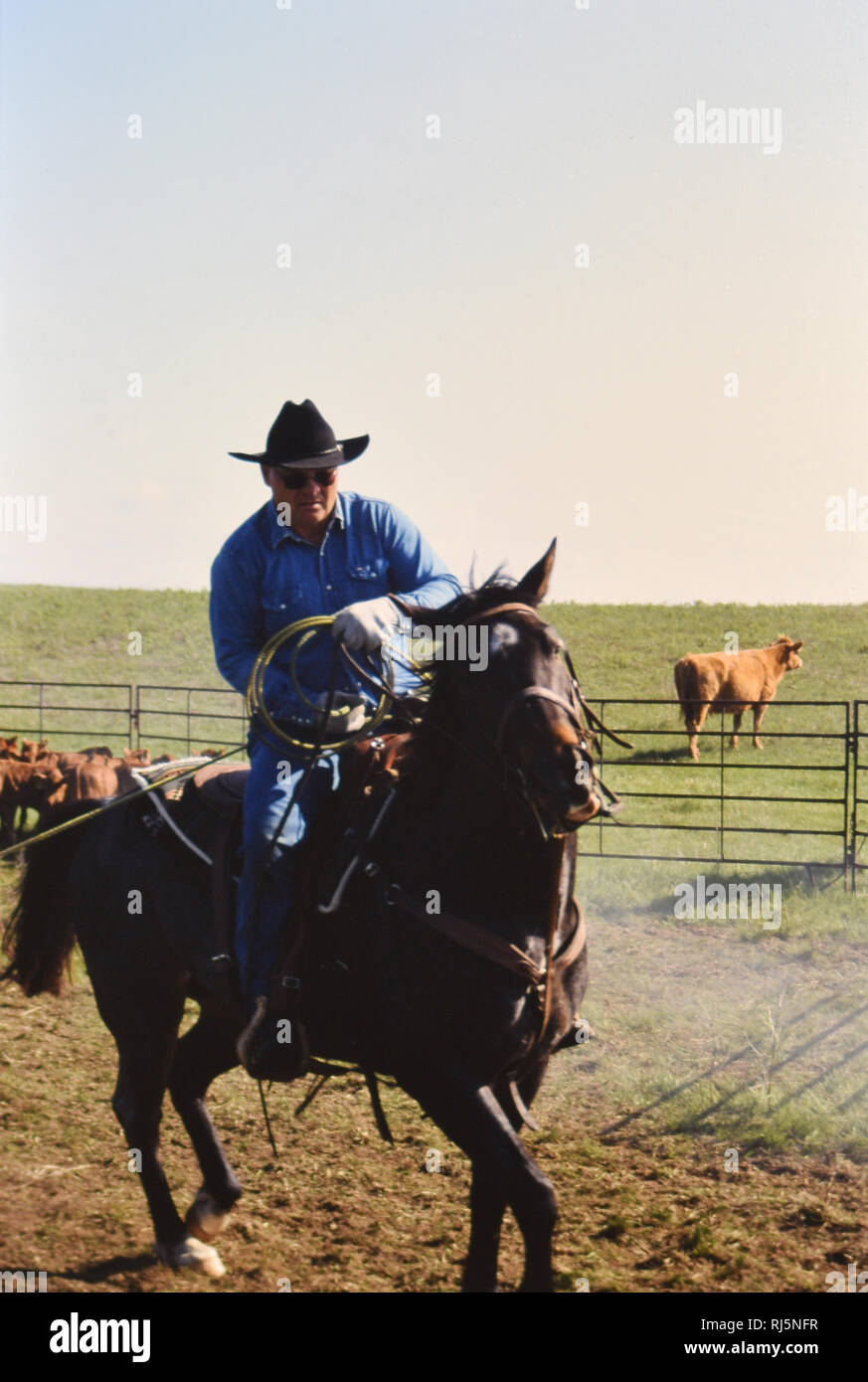 Early 2000s working ranch cowboy hi-res stock photography and images ...