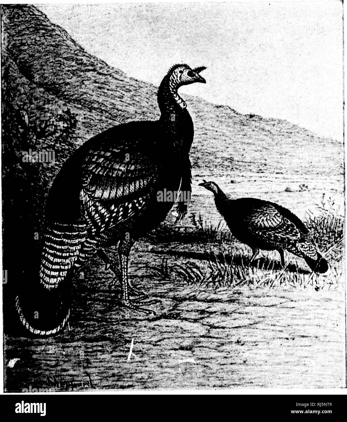 . The gallinaceous game birds of North America [microform] : including ...