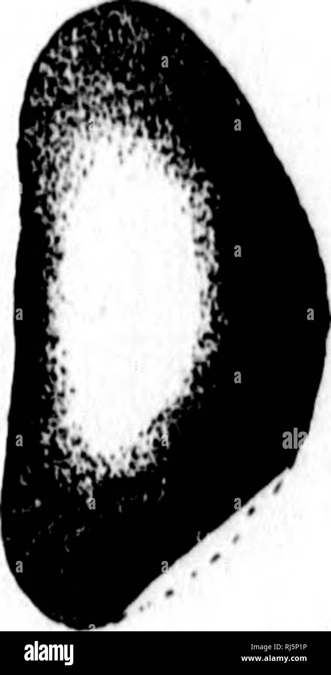 . Note on Carboniferous Entomostraca from Nova Scotia, in the Peter ...