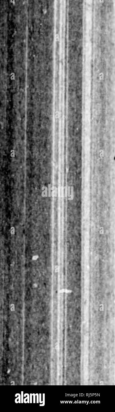 Stromatoporoidea Black and White Stock Photos & Images - Alamy