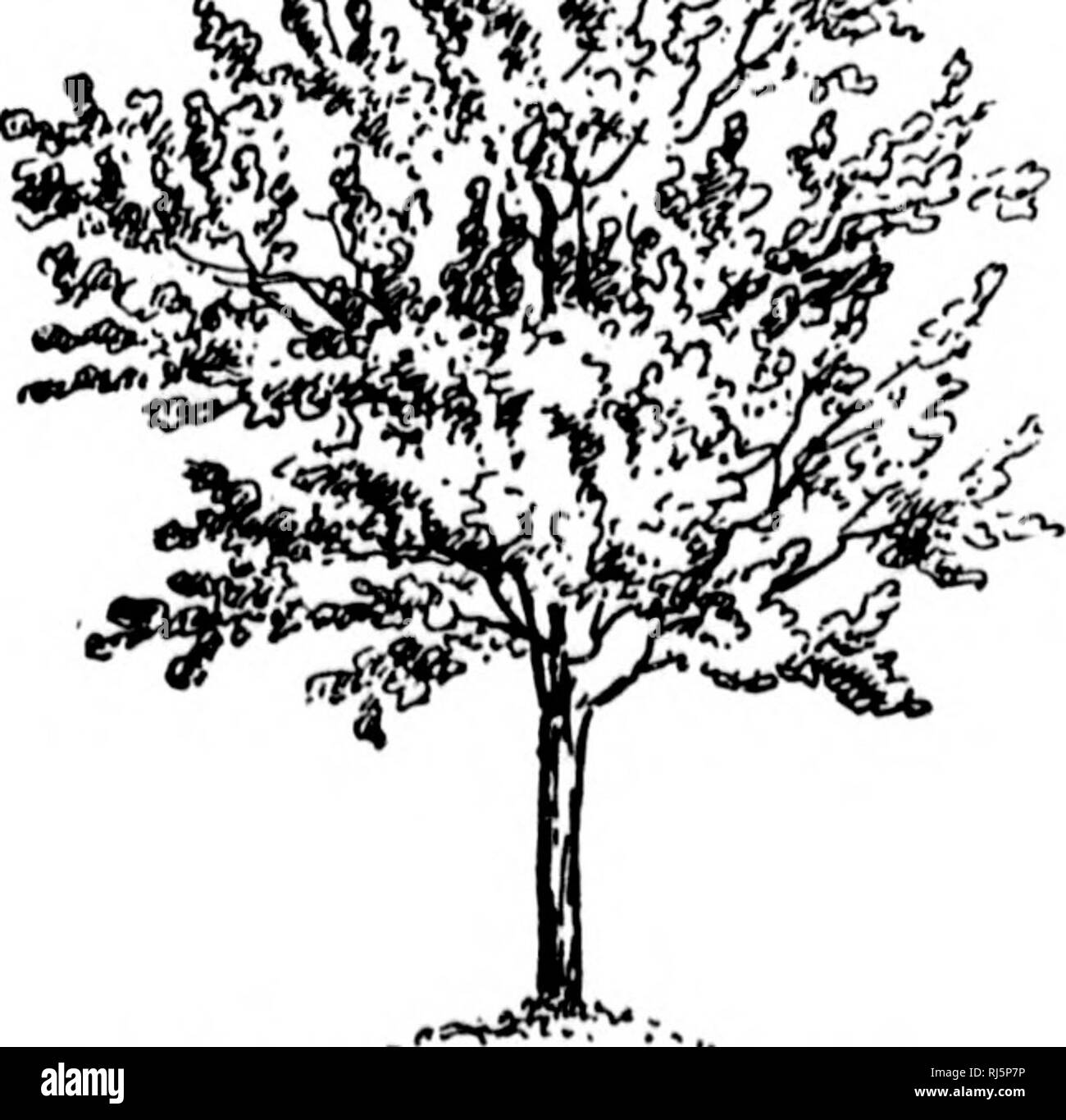 Old ugly tree Black and White Stock Photos & Images - Alamy