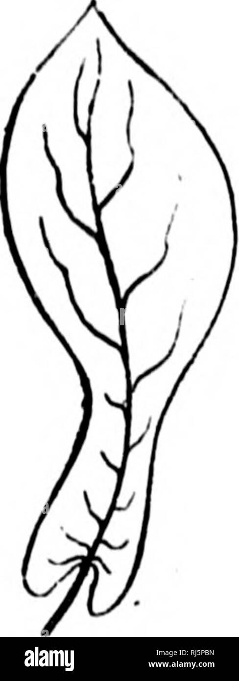 Fine margin Cut Out Stock Images & Pictures - Alamy