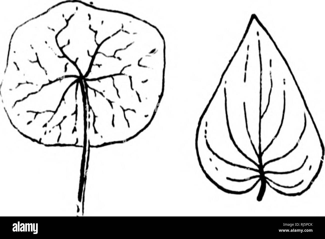 . A guide to the trees [microform]. Trees; Botany; Arbres; Botanique. â ...