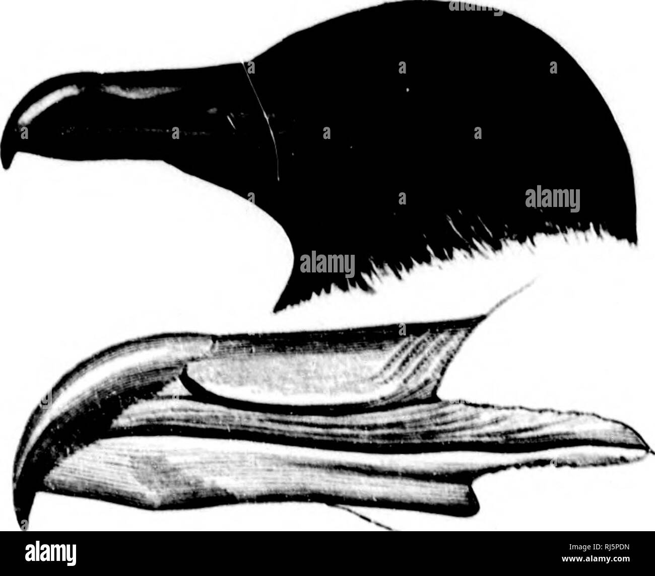 Linim Black and White Stock Photos & Images - Alamy