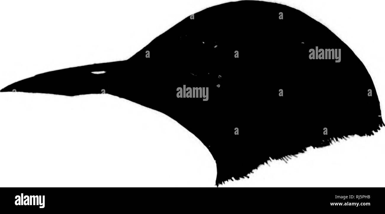 Pluml Black and White Stock Photos & Images - Alamy