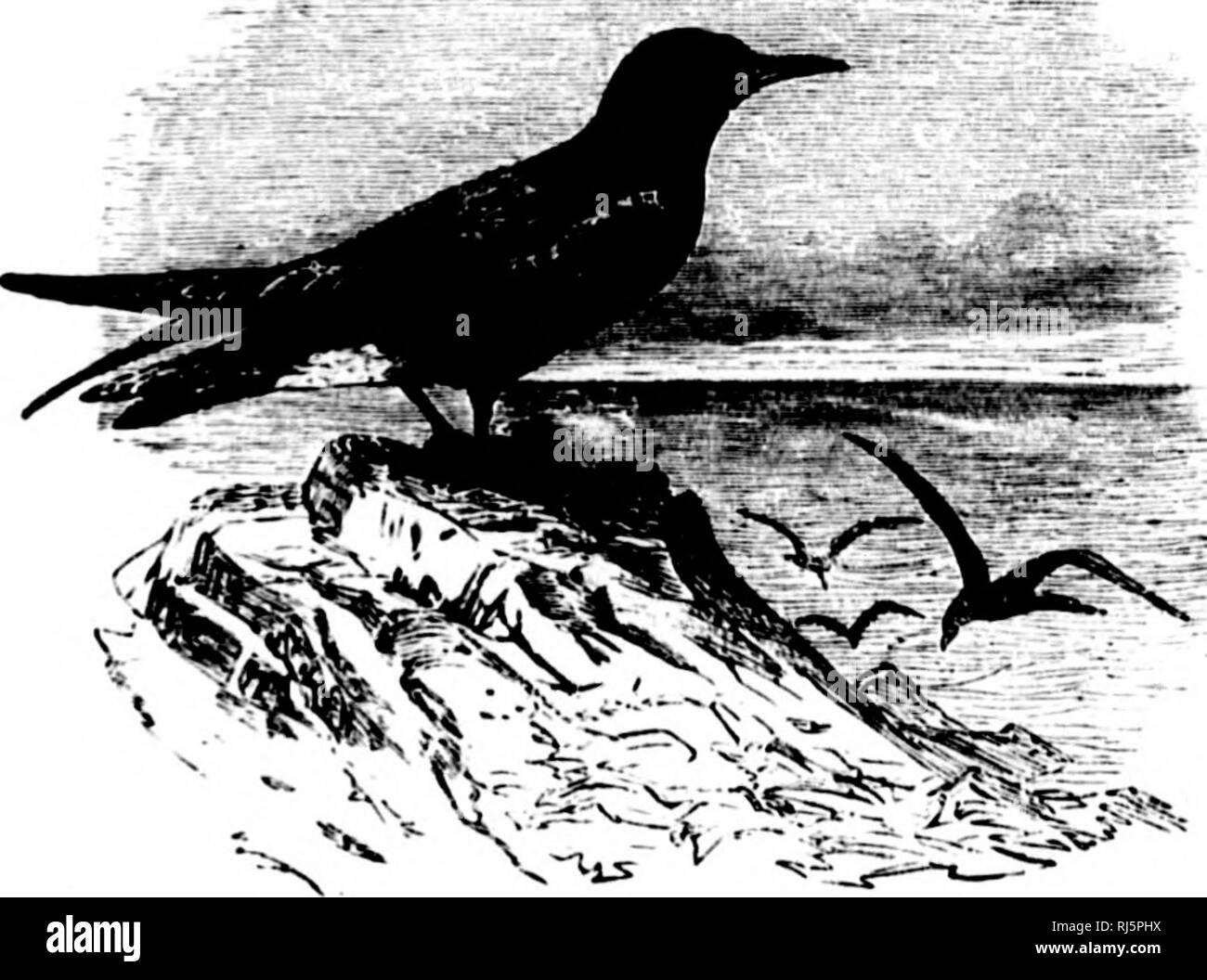 . The water birds of North America [microform]. Birds; Water-birds ...