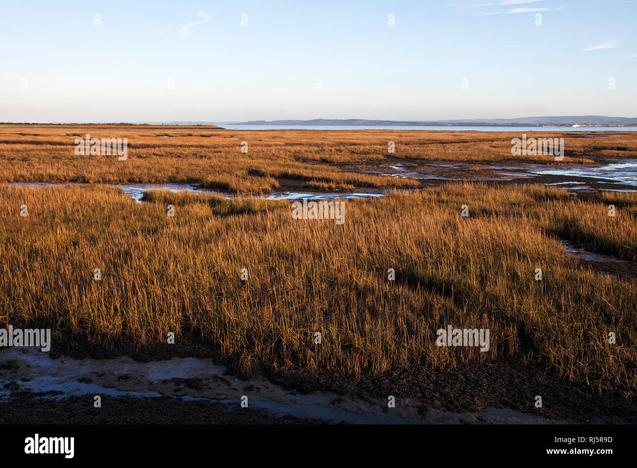 Saltmarsh at Keyhaven Marshes Hampshire County Council Nature Reserve ...