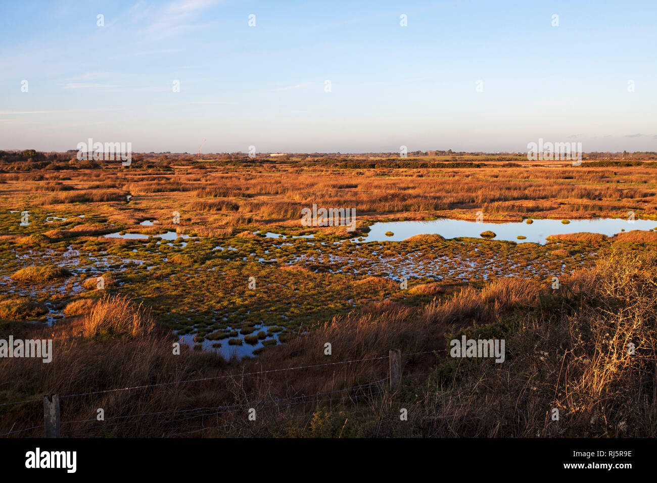 Freshwater marshes hi-res stock photography and images - Alamy