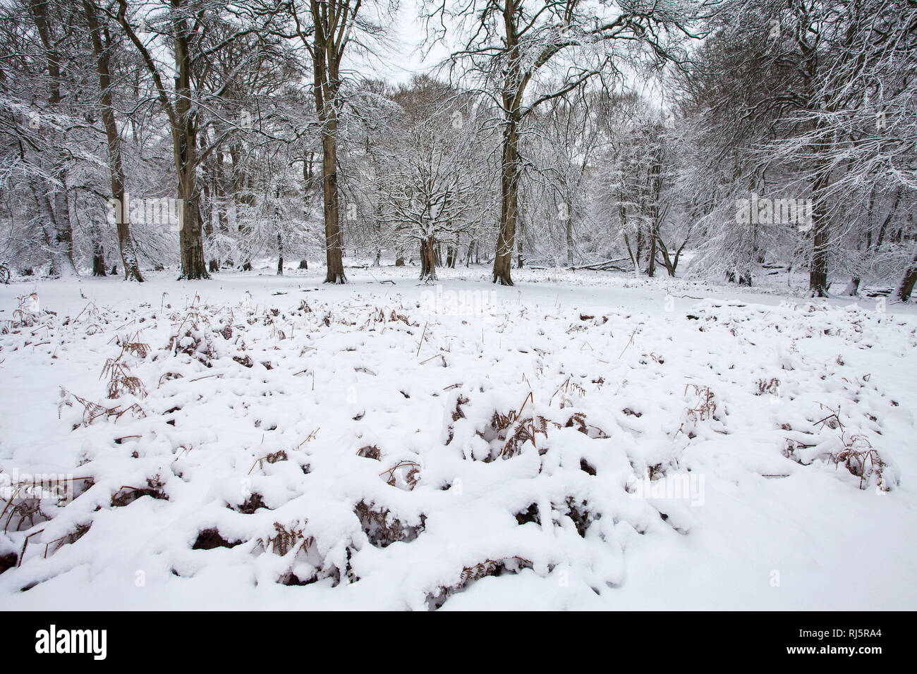 Beech Fagus sylvatica in snowy woodland Mark Ash Wood New Forest ...