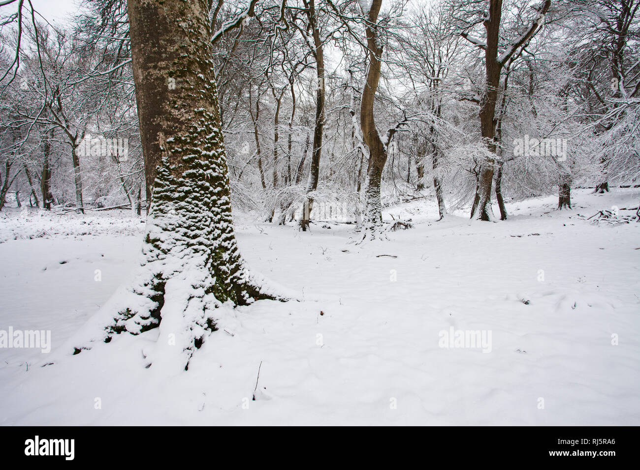 Beech Fagus sylvatica in snowy woodland Mark Ash Wood New Forest ...