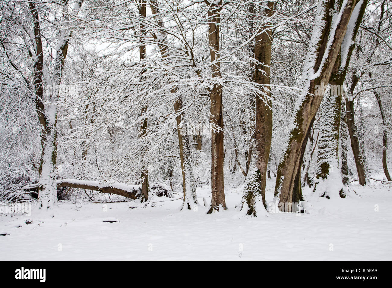 Beech Fagus sylvatica in snowy woodland Mark Ash Wood New Forest ...