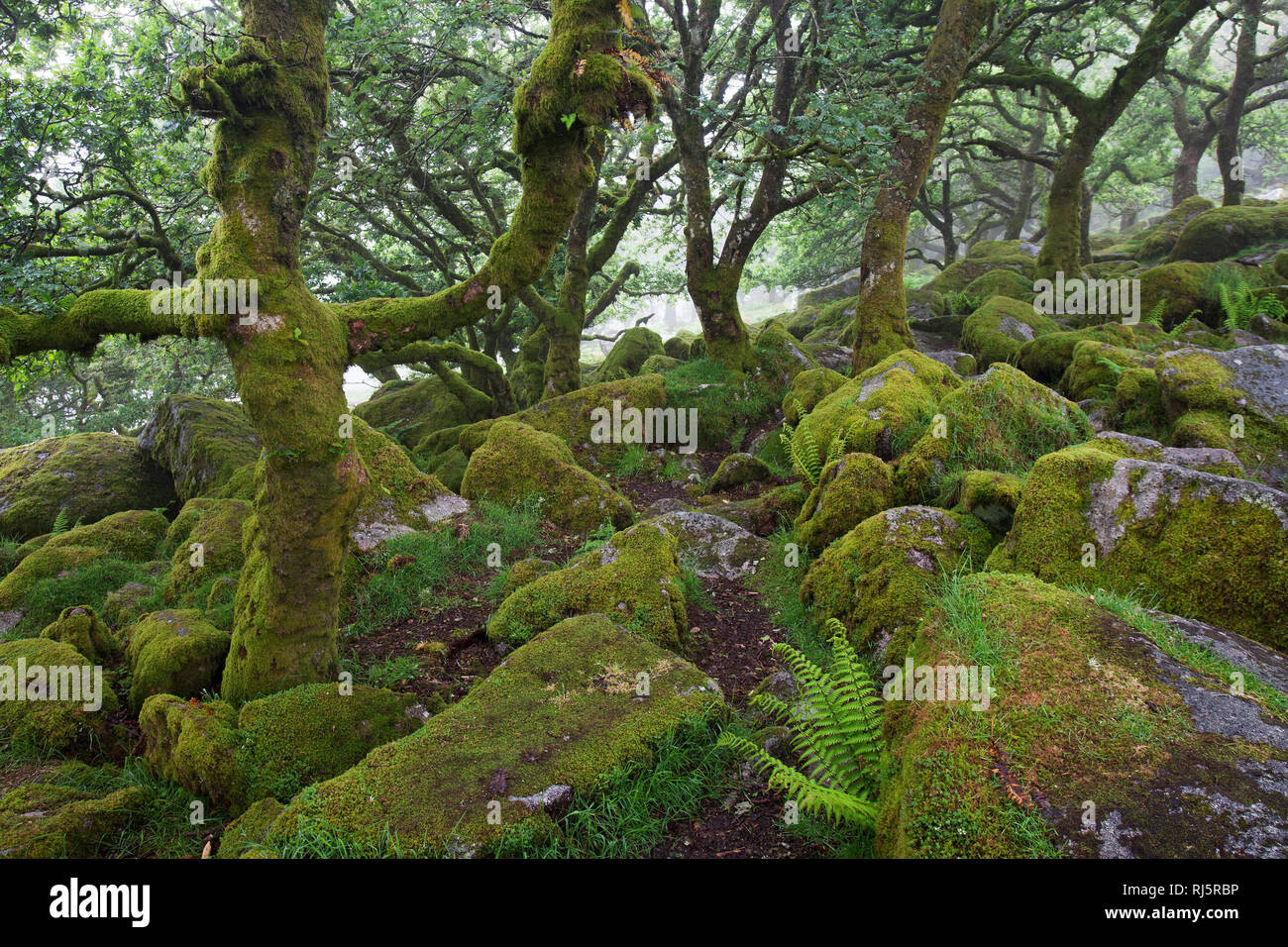 Wistman's Wood National Nature Reserve Devon England UK Stock Photo - Alamy