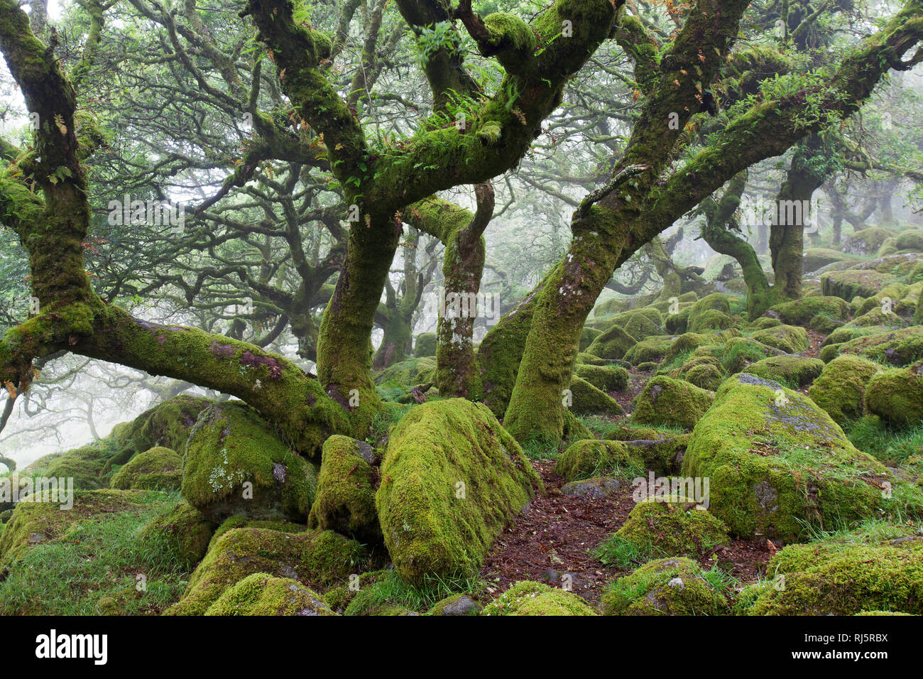 Wistman's Wood National Nature Reserve Devon England UK Stock Photo - Alamy