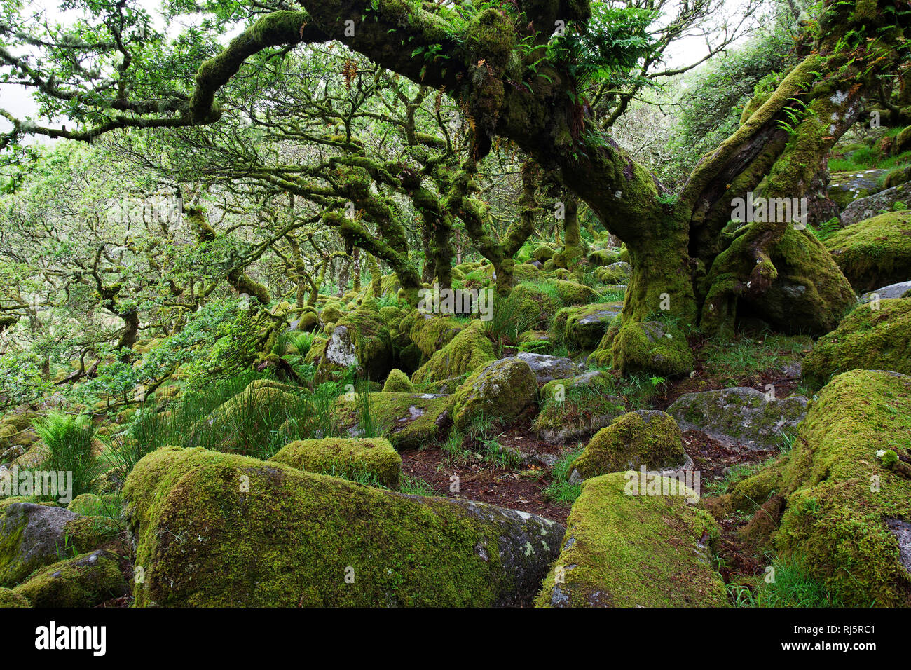 Wistman's Wood National Nature Reserve Devon England UK Stock Photo - Alamy
