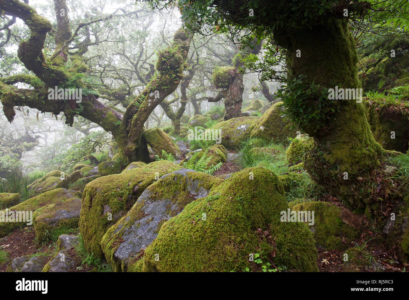 Wistman's Wood National Nature Reserve Devon England UK Stock Photo - Alamy