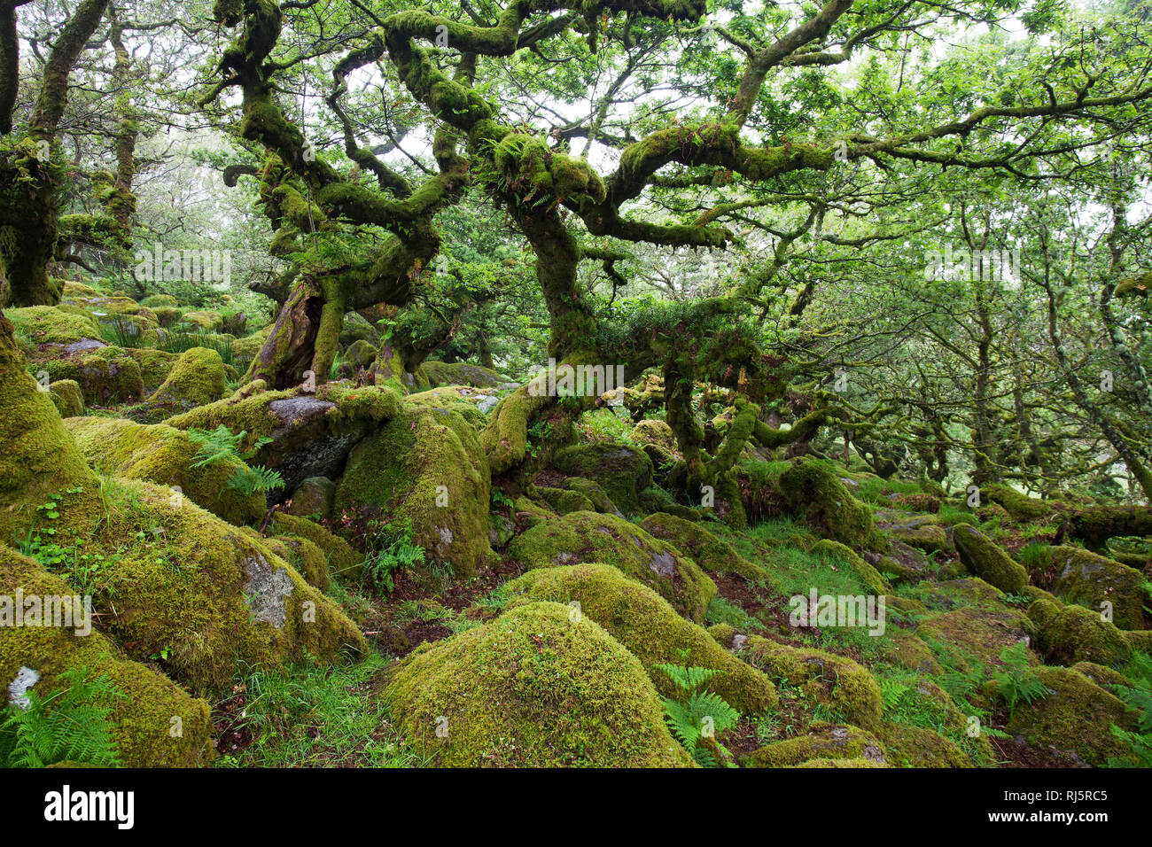 Polypody ferns devon hi-res stock photography and images - Alamy