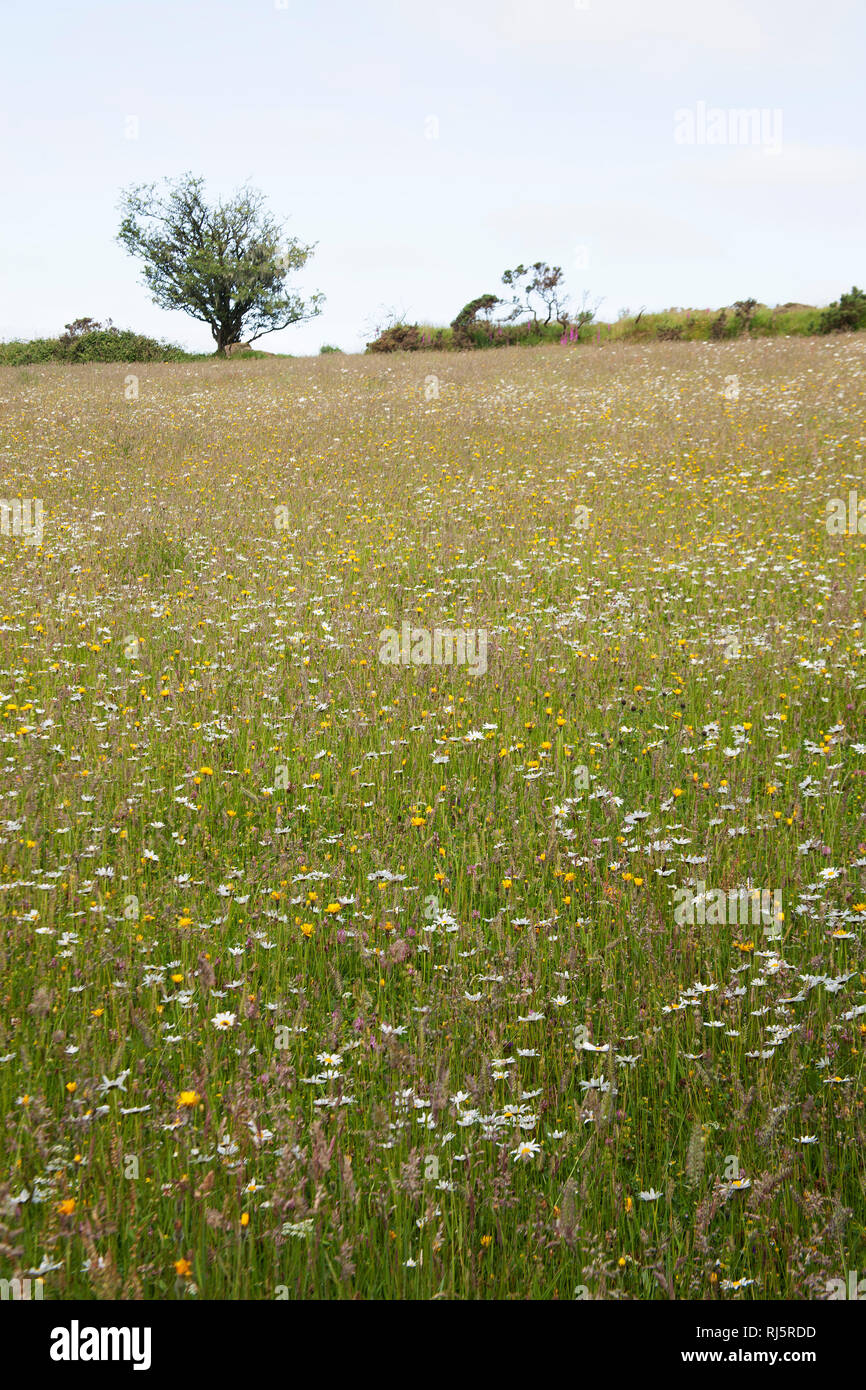 Wild flower meadow near Postbridge Dartmoor National Park Devon England ...