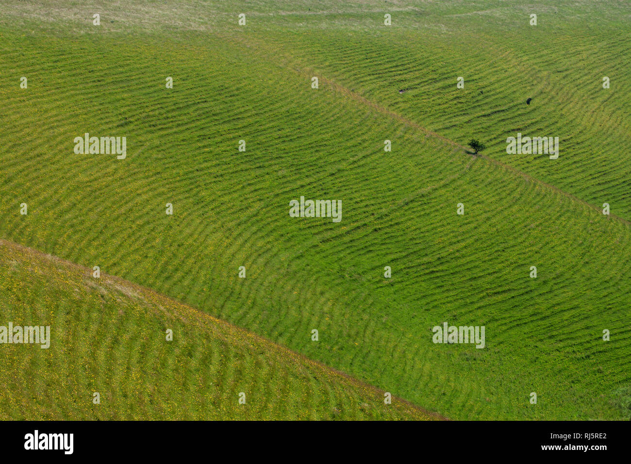 Slippage ridges on steep slope of chalk downland near Eggardon Hill ...