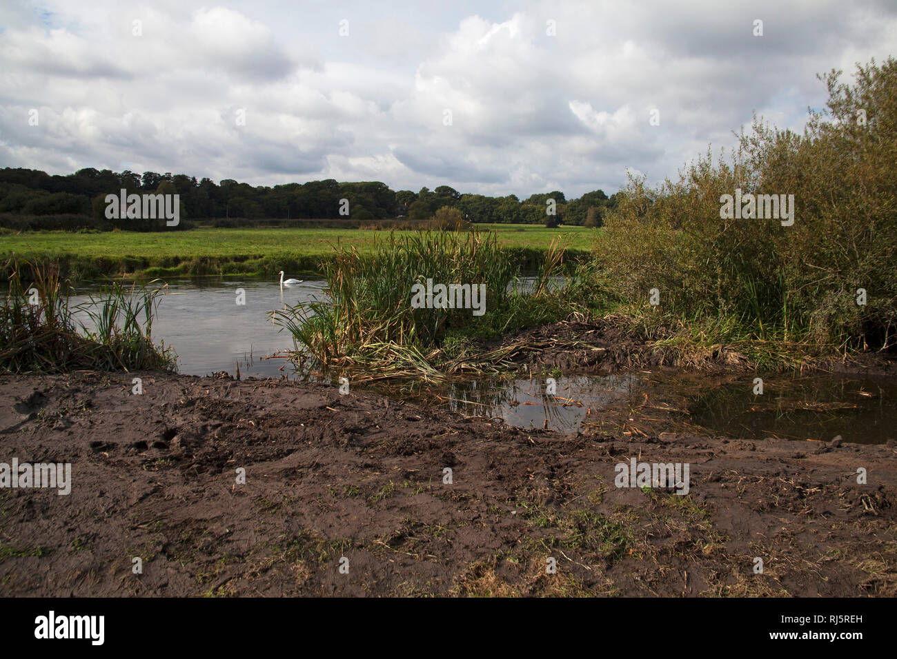 Creating slack water areas beside the River Avon Hampshire England UK ...