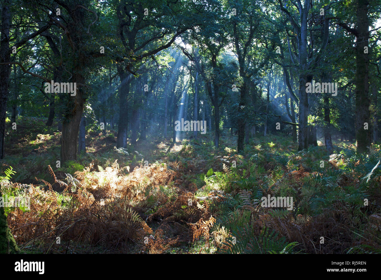 Contra jour light hi-res stock photography and images - Alamy