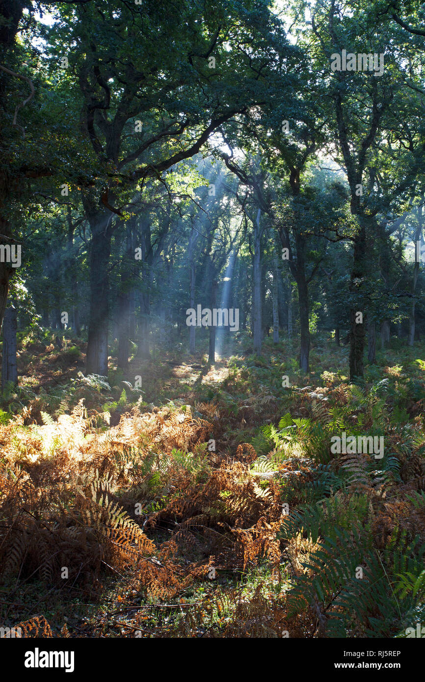 Light rays in Oak woodland Broomy Inclosure New Forest National Park ...