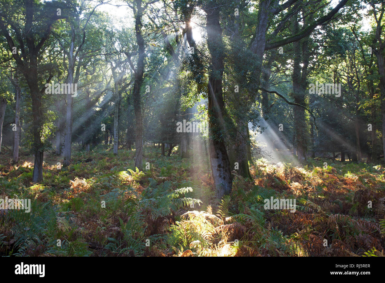 Light rays in Oak woodland Broomy Inclosure New Forest National Park ...